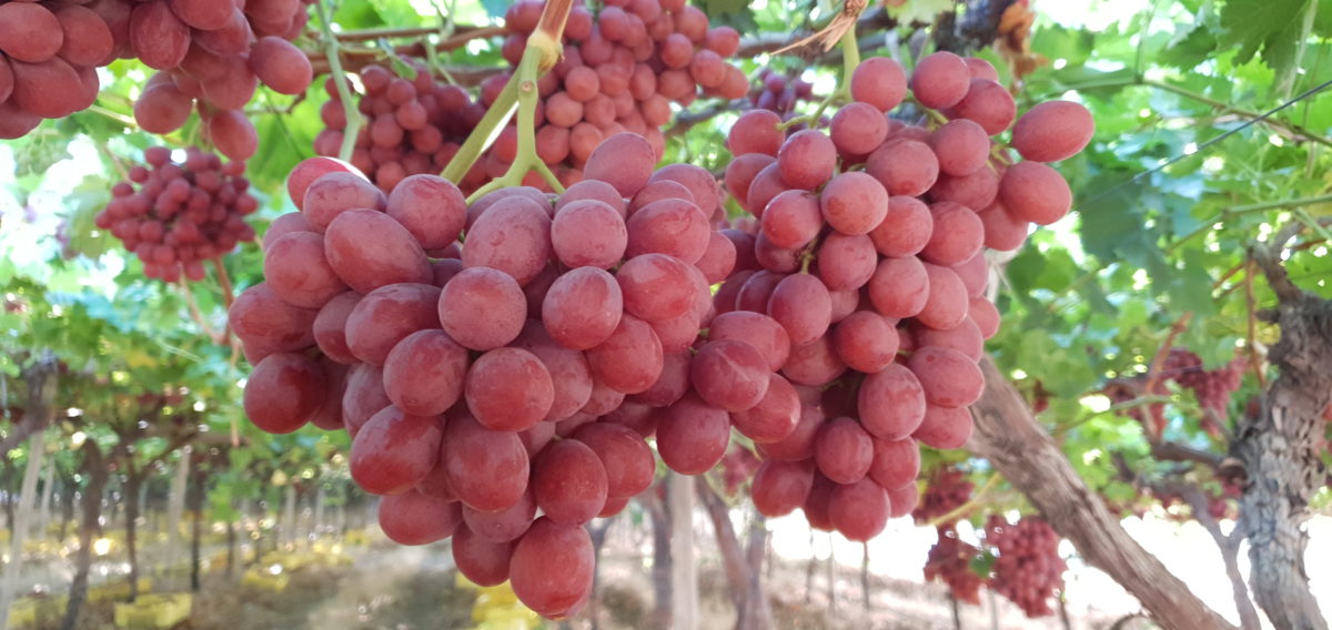 De Vlei Boerdery - Grape Varieties | De Vlei Boerdery